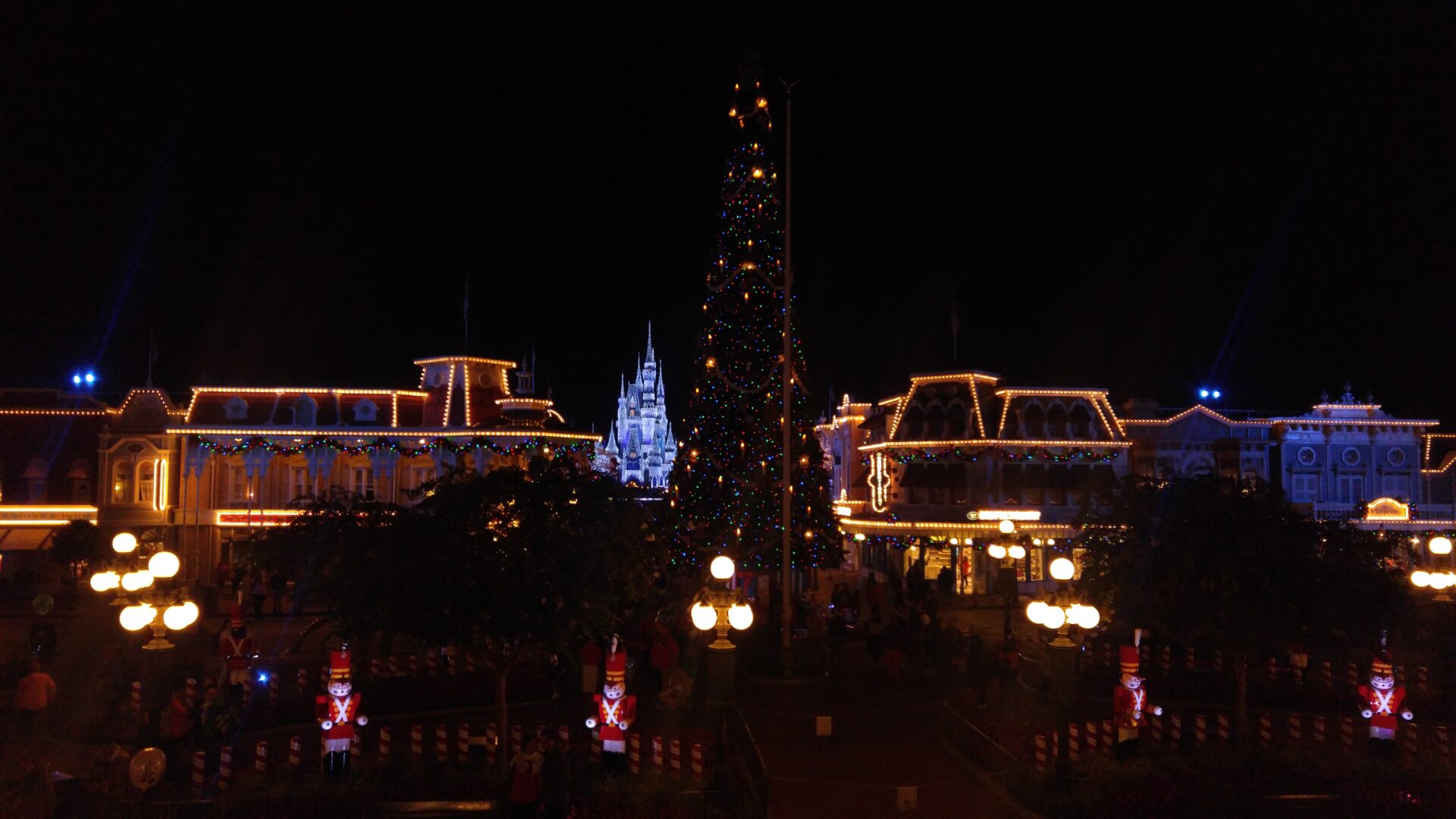 Disney World Trees - Most Interesting & Their Stories - Steps to Magic